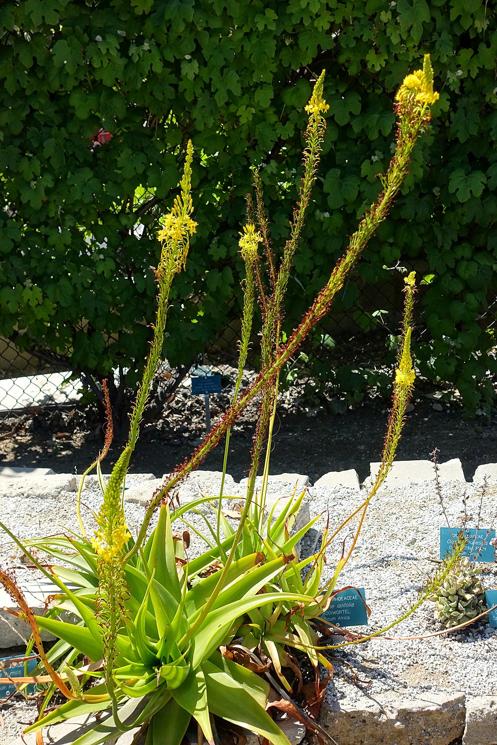 Bulbine Natalensis. - Afrika Botanicals